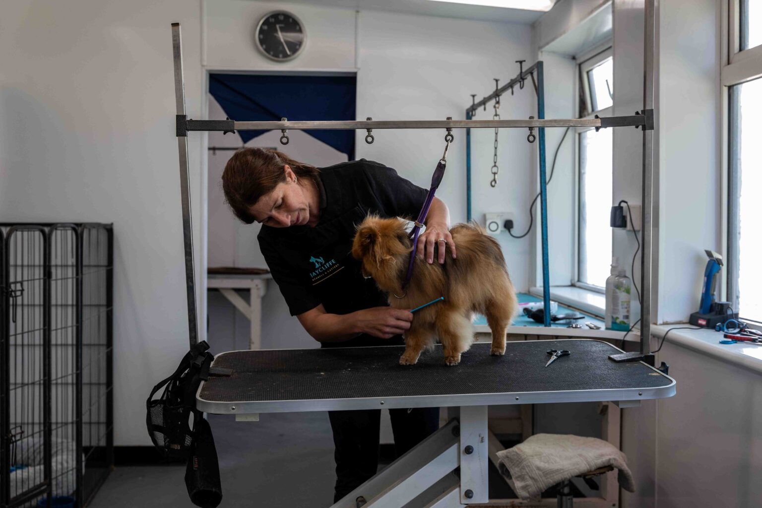 Pet grooming tips for the summer - Jaycliffe Pets