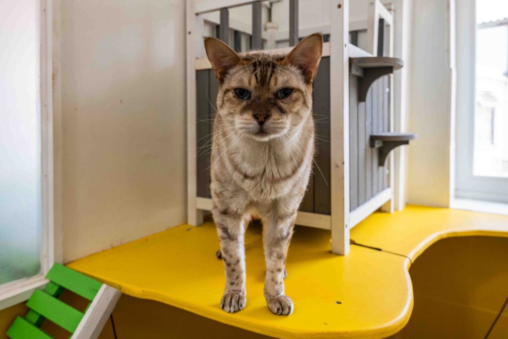 Choosing A Cattery to Use in Rotherham, Maltby & Whickersley