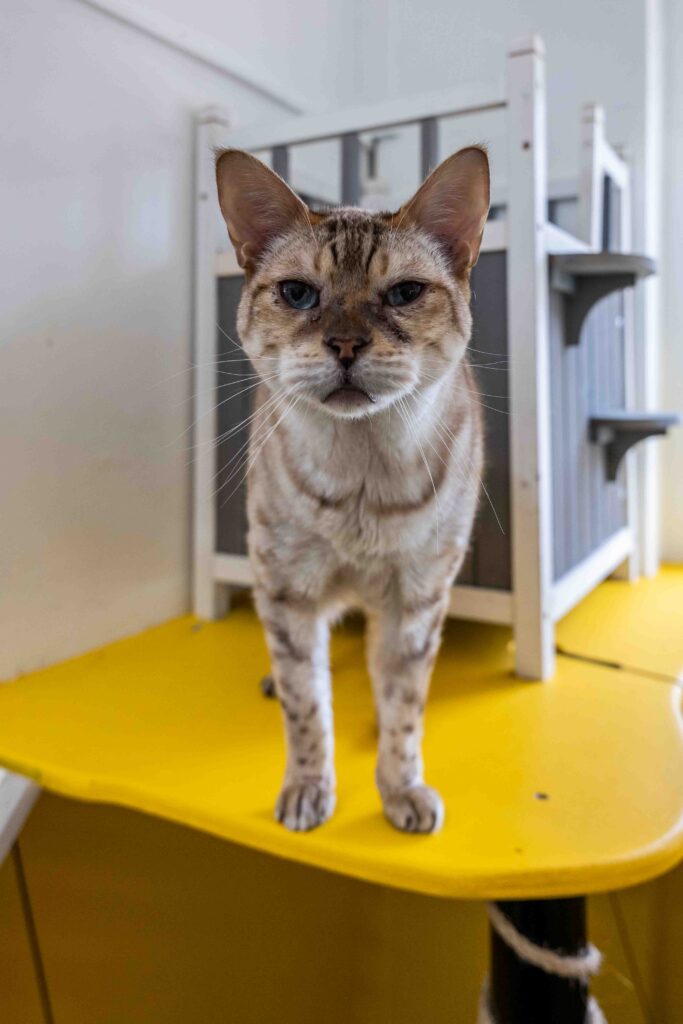 Do cats miss their owners when staying in a cattery? - Jaycliffe Pets